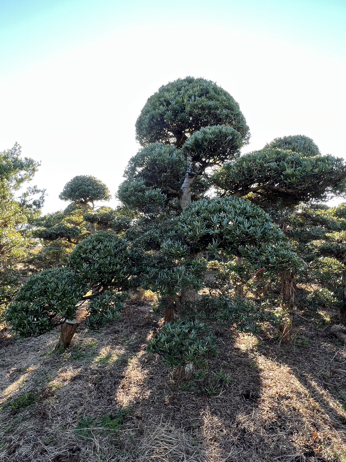 Dashu.jp | 大樹.jp