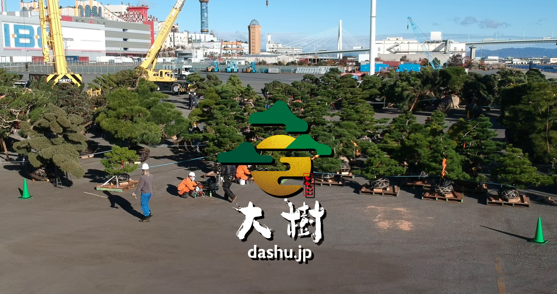 Dashu.jp | 大樹.jp