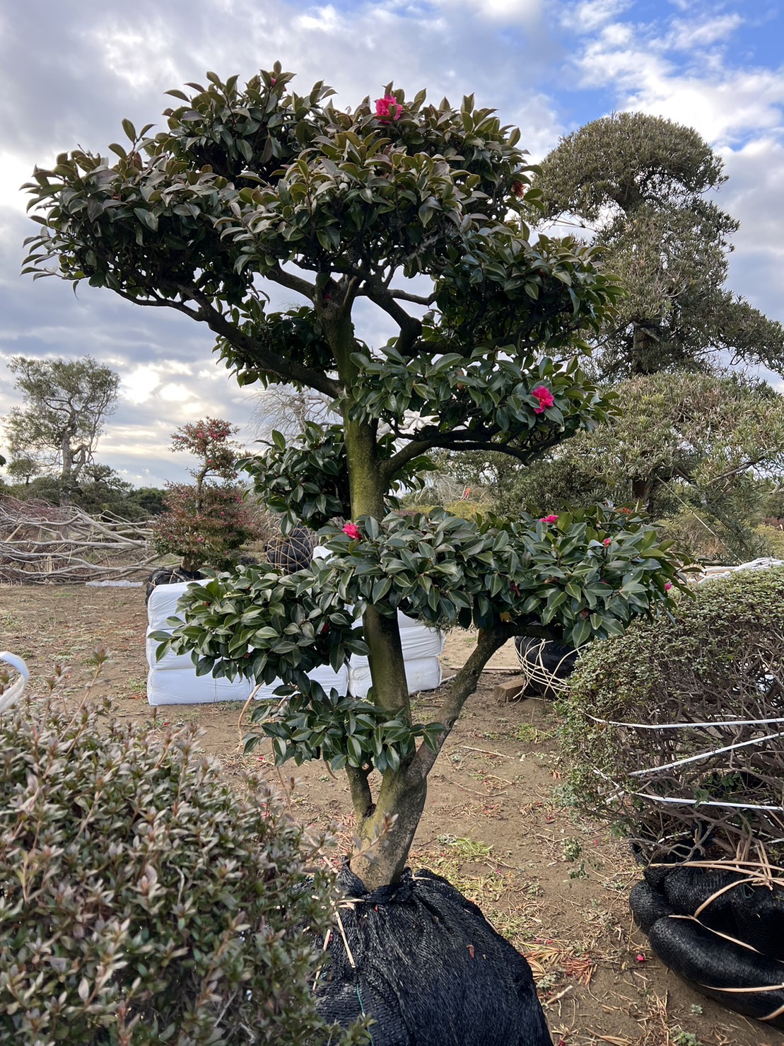 Dashu.jp | 大樹.jp