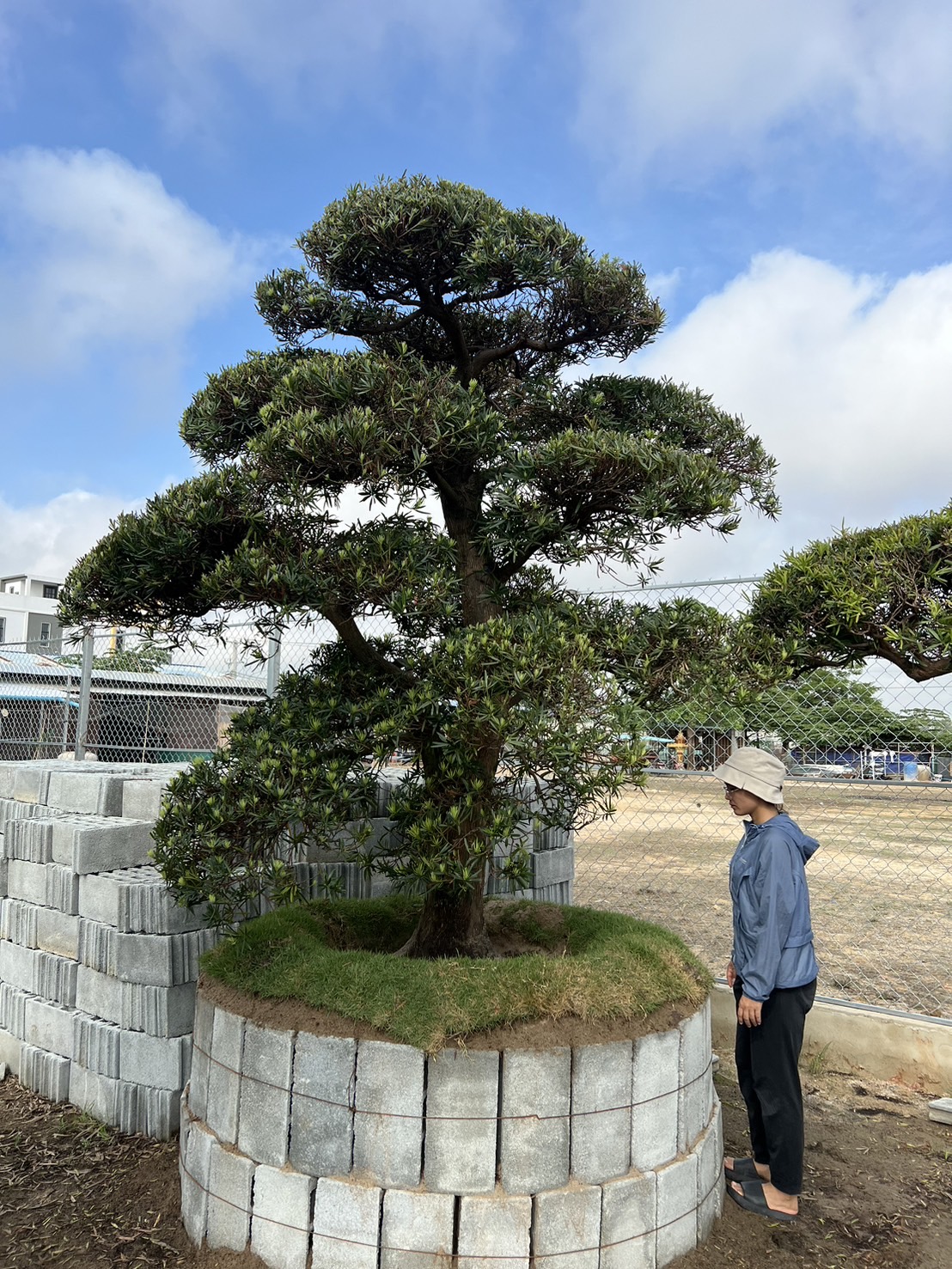 Dashu.jp | 大樹.jp