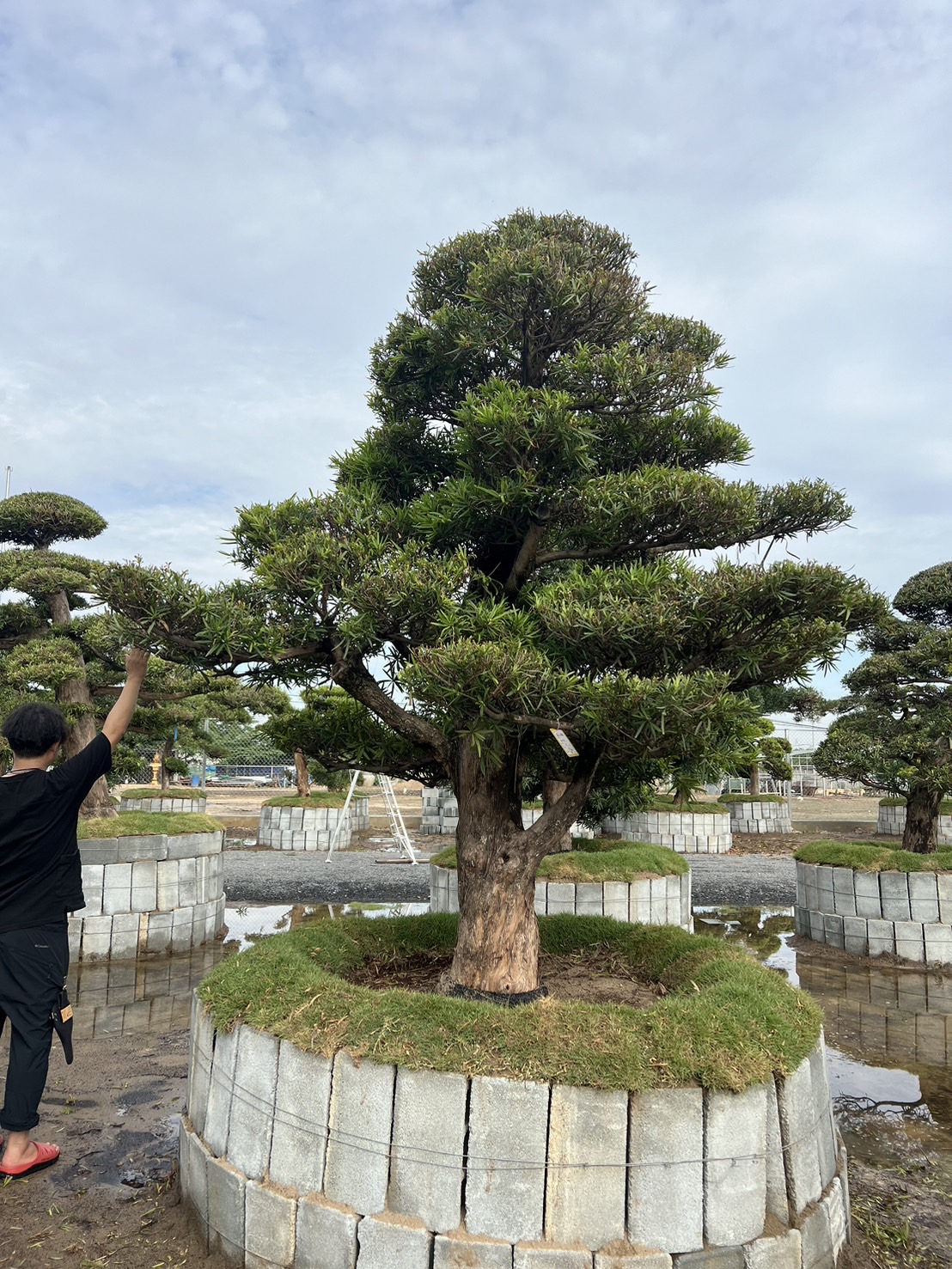 Dashu.jp | 大樹.jp