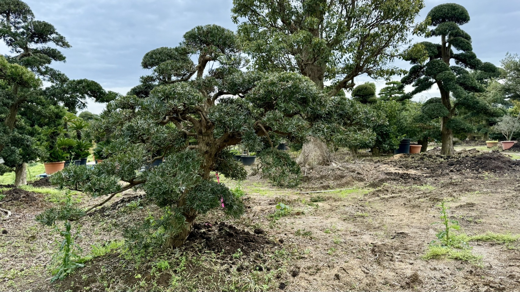 Dashu.jp | 大樹.jp