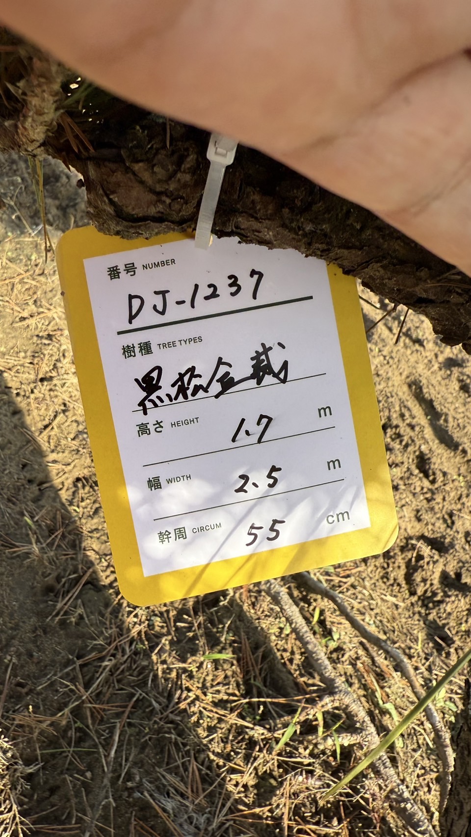 Dashu.jp | 大樹.jp