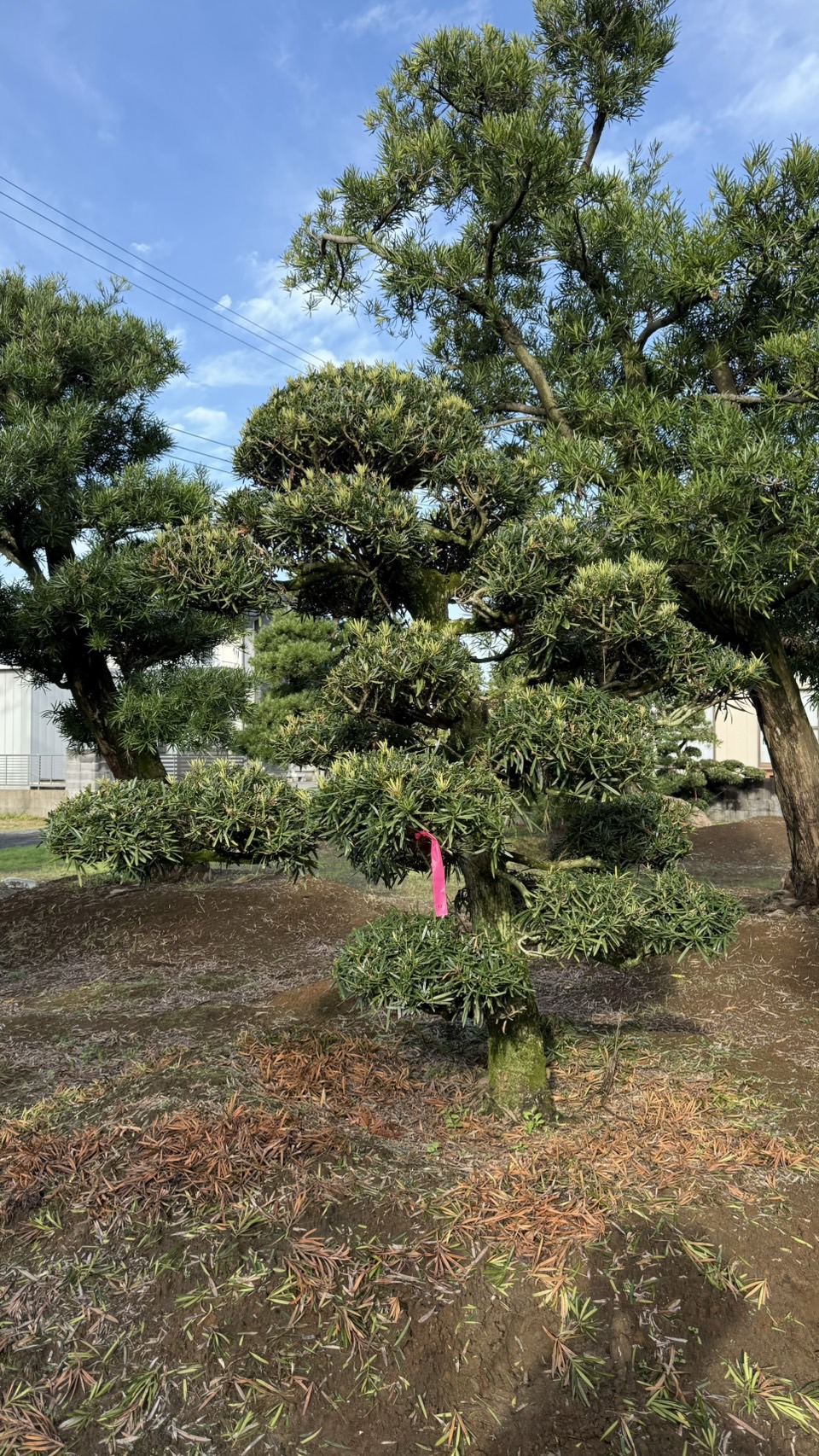 Dashu.jp | 大樹.jp