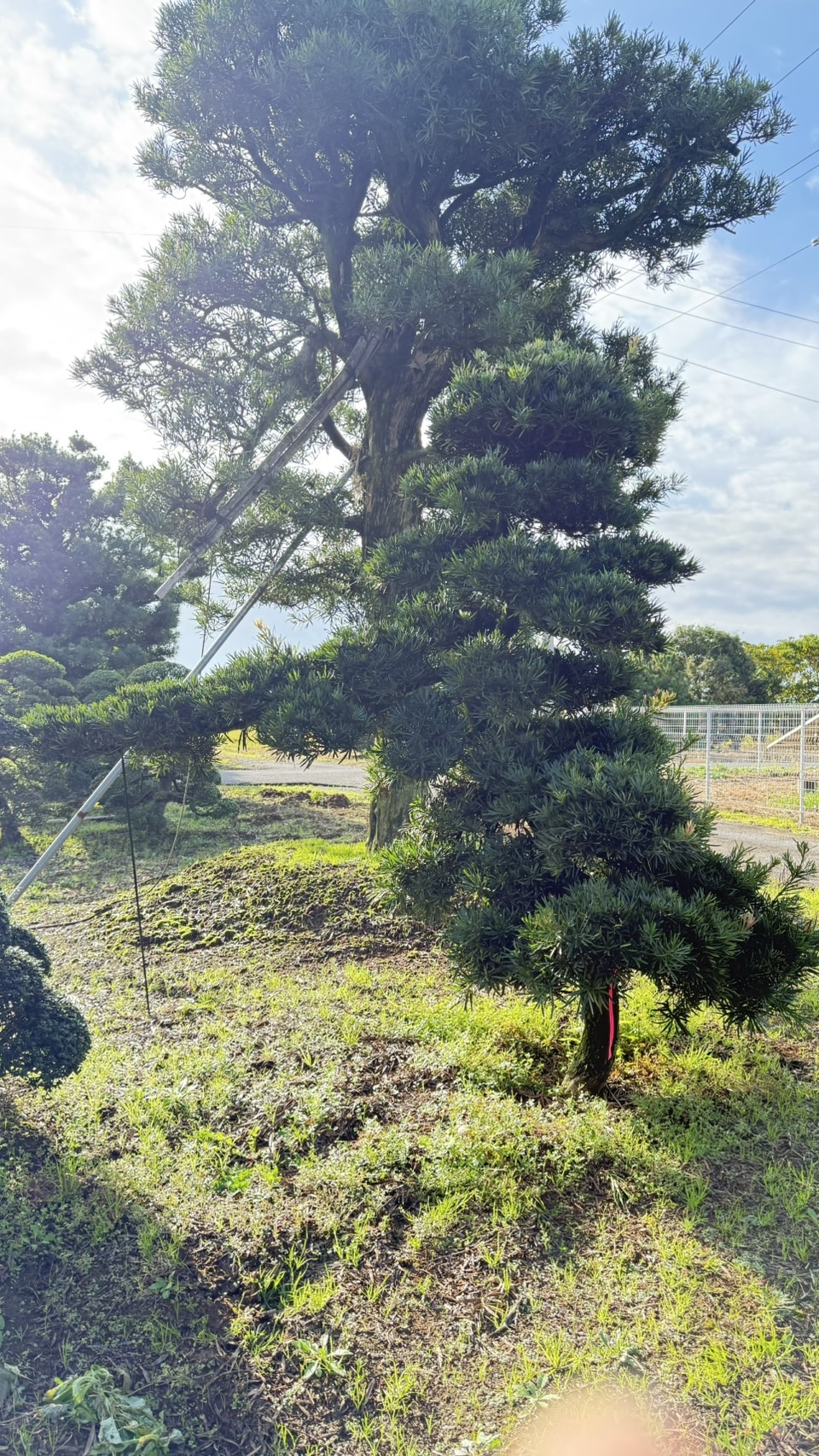 Dashu.jp | 大樹.jp