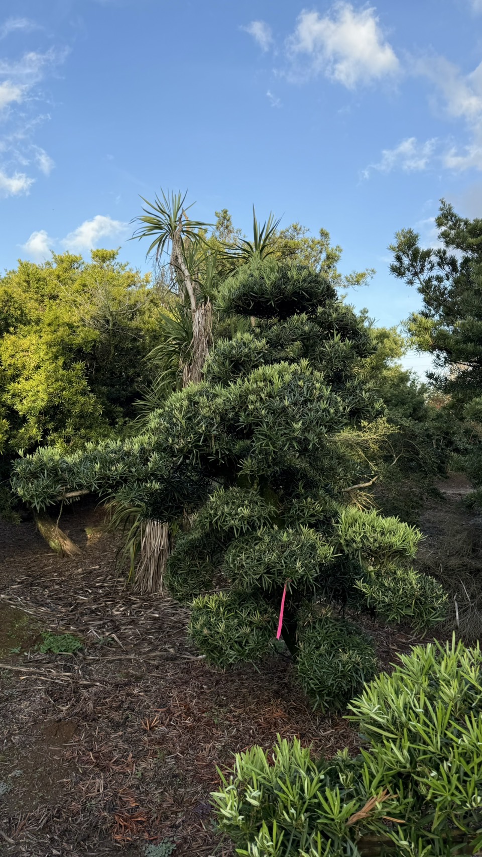 Dashu.jp | 大樹.jp