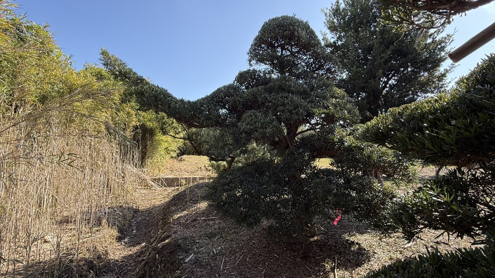 Dashu.jp | 大樹.jp