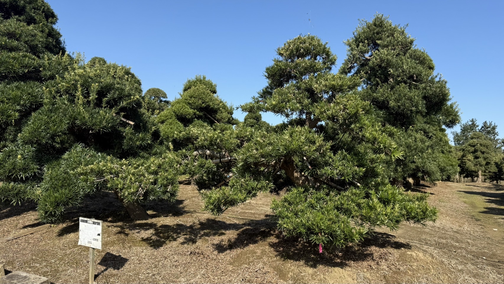 Dashu.jp | 大樹.jp