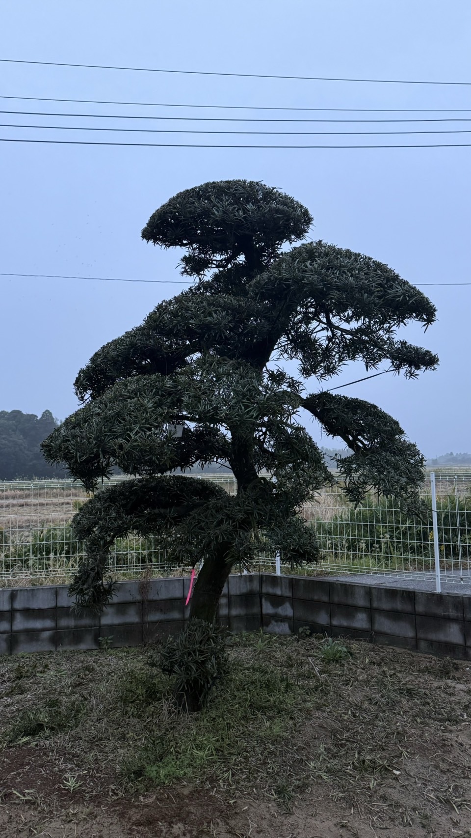 Dashu.jp | 大樹.jp