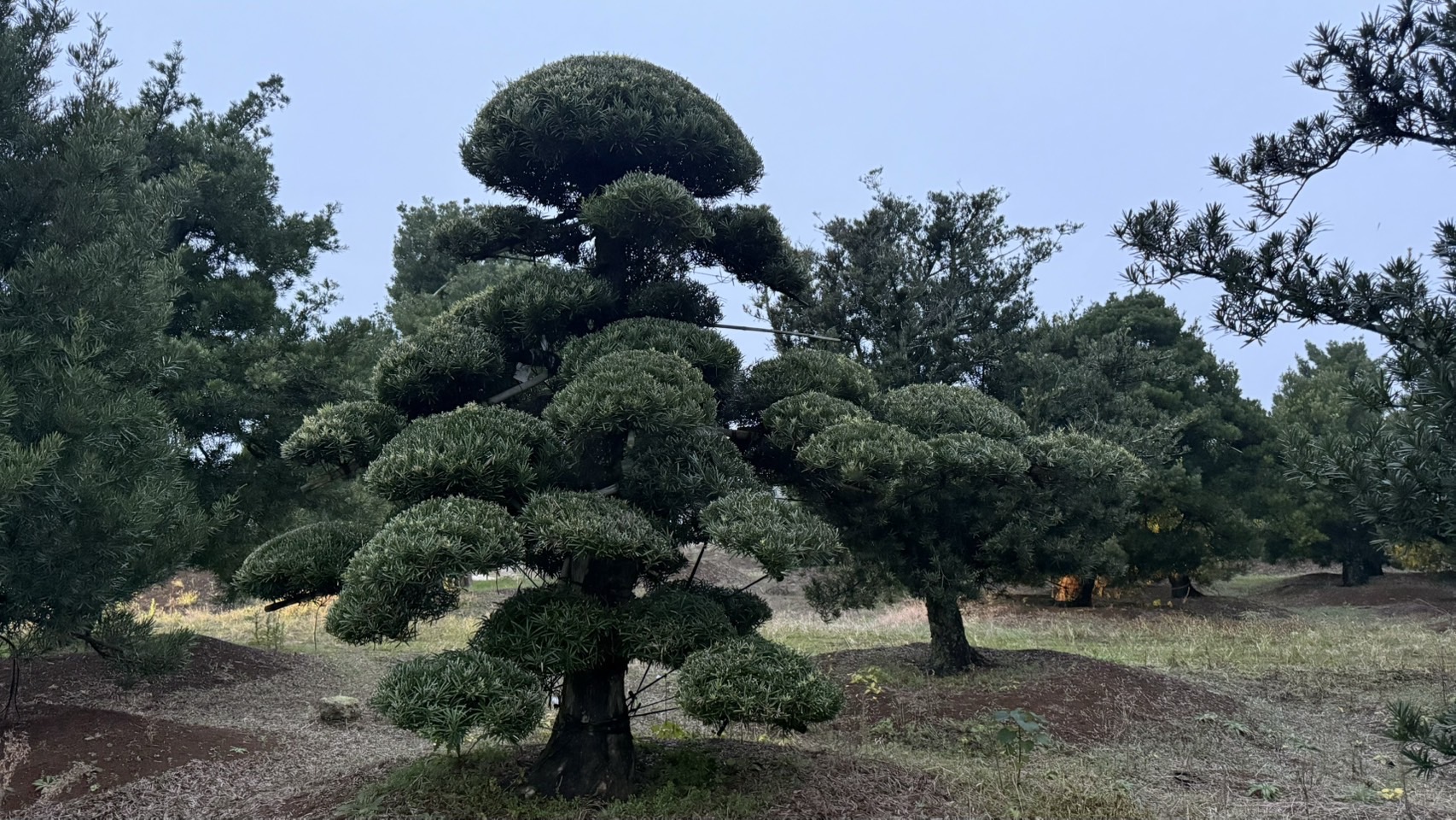 Dashu.jp | 大樹.jp