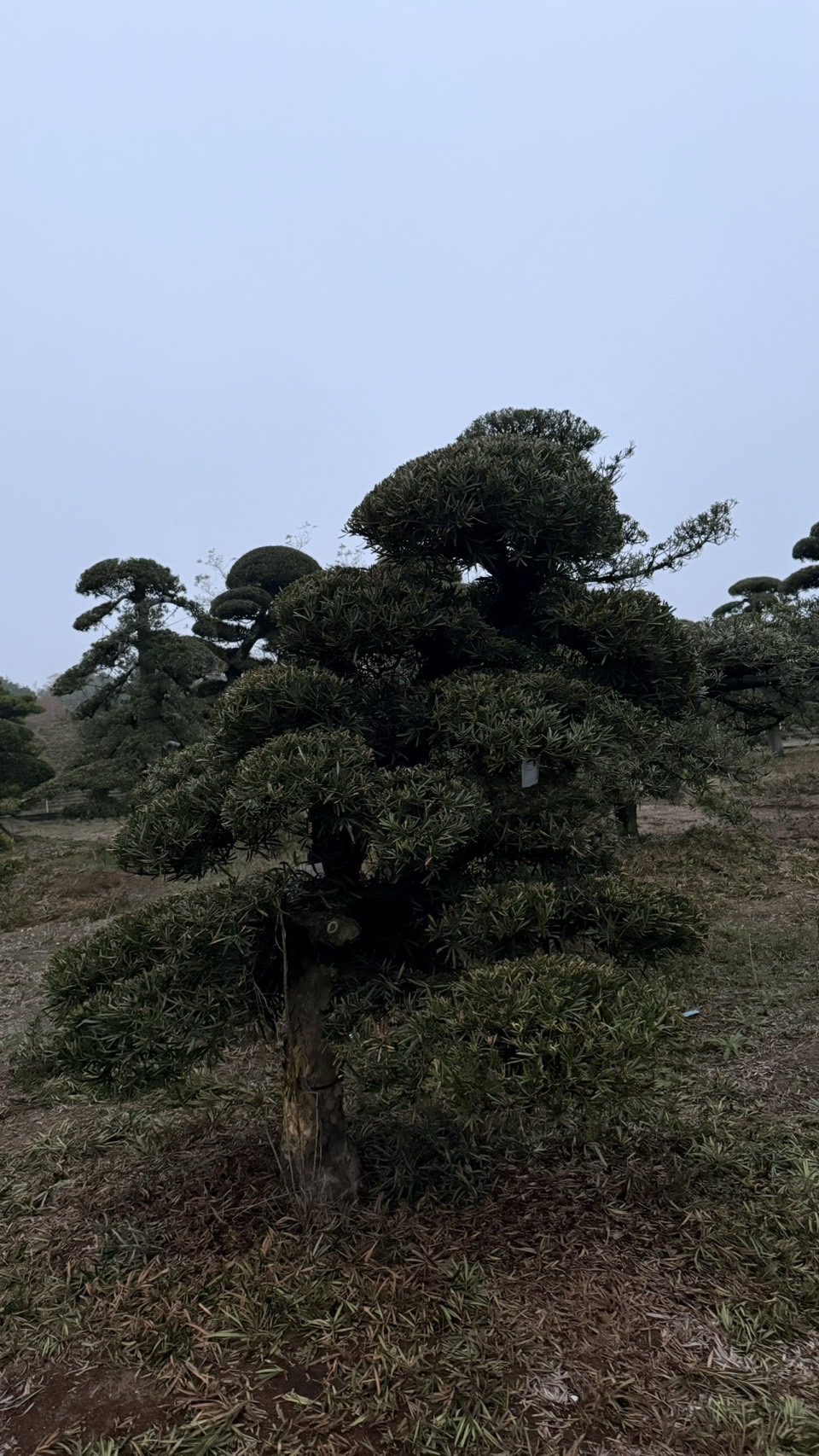 Dashu.jp | 大樹.jp