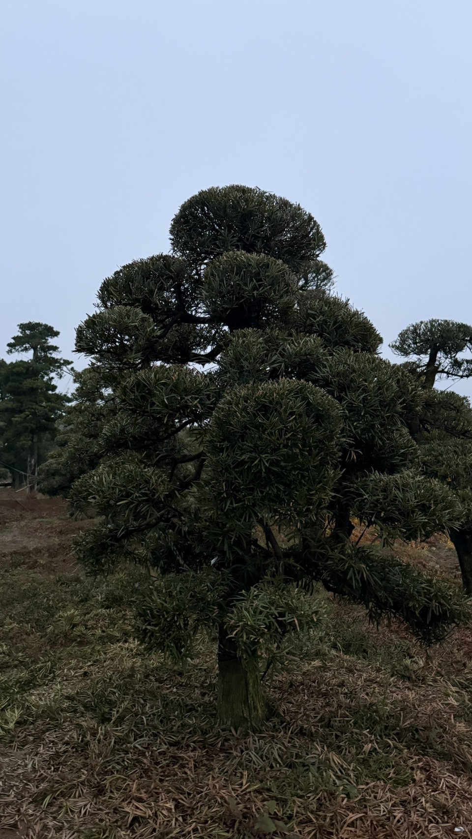 Dashu.jp | 大樹.jp