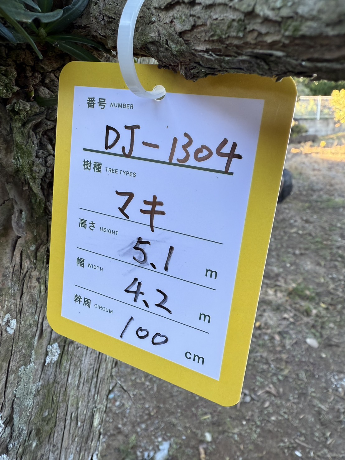 Dashu jp jp