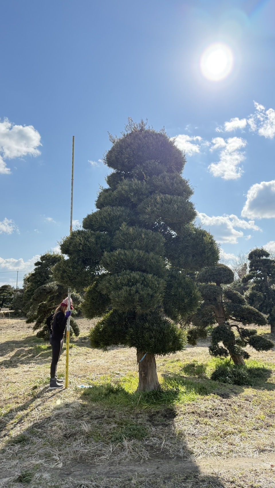 Dashu.jp | 大樹.jp