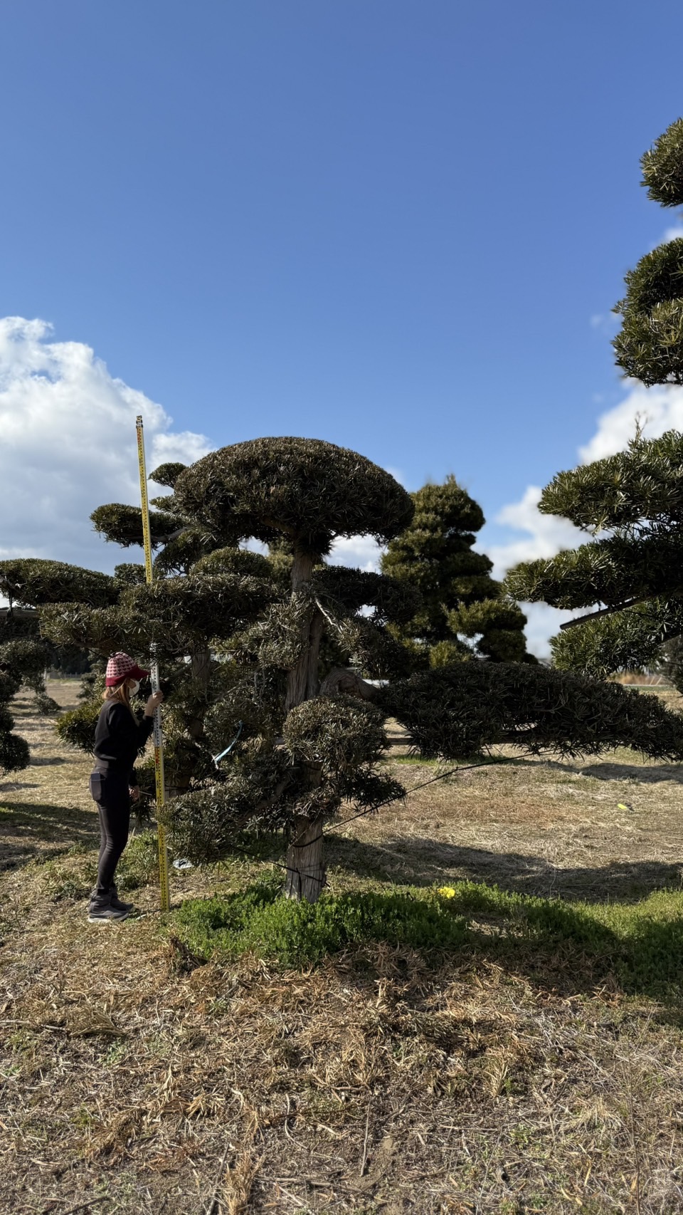 Dashu.jp | 大樹.jp