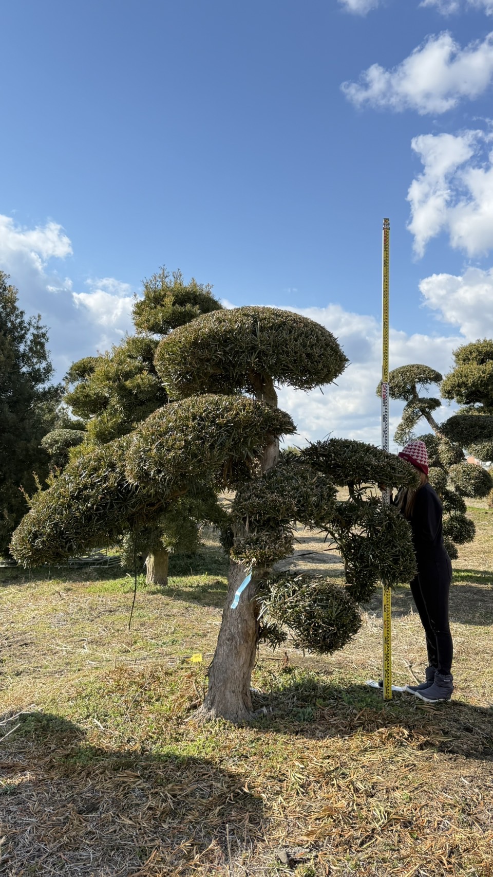 Dashu.jp | 大樹.jp