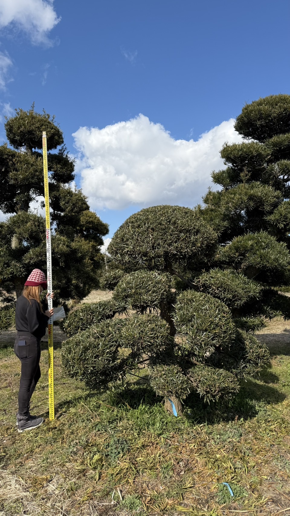 Dashu.jp | 大樹.jp