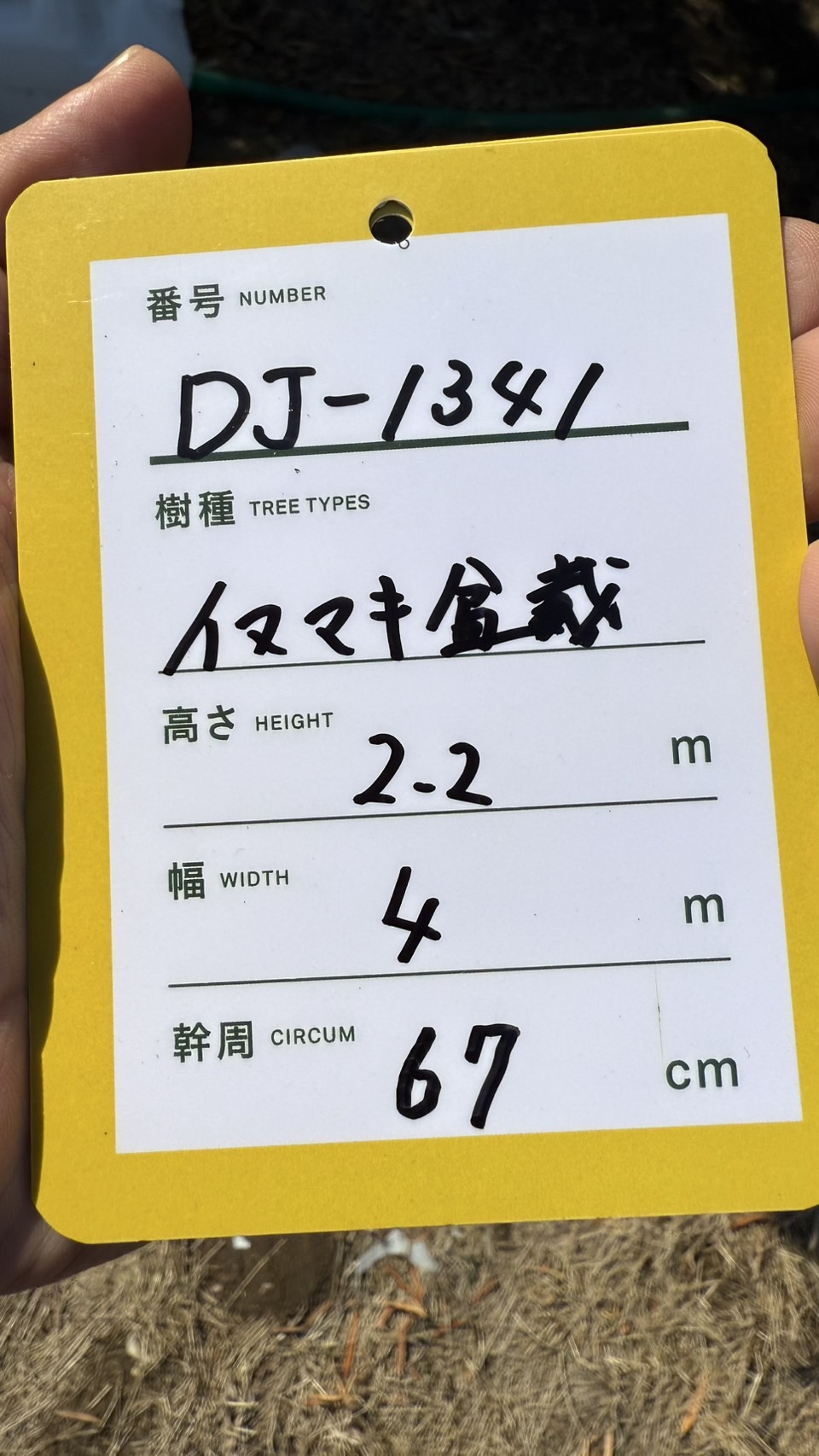 Dashu.jp | 大樹.jp