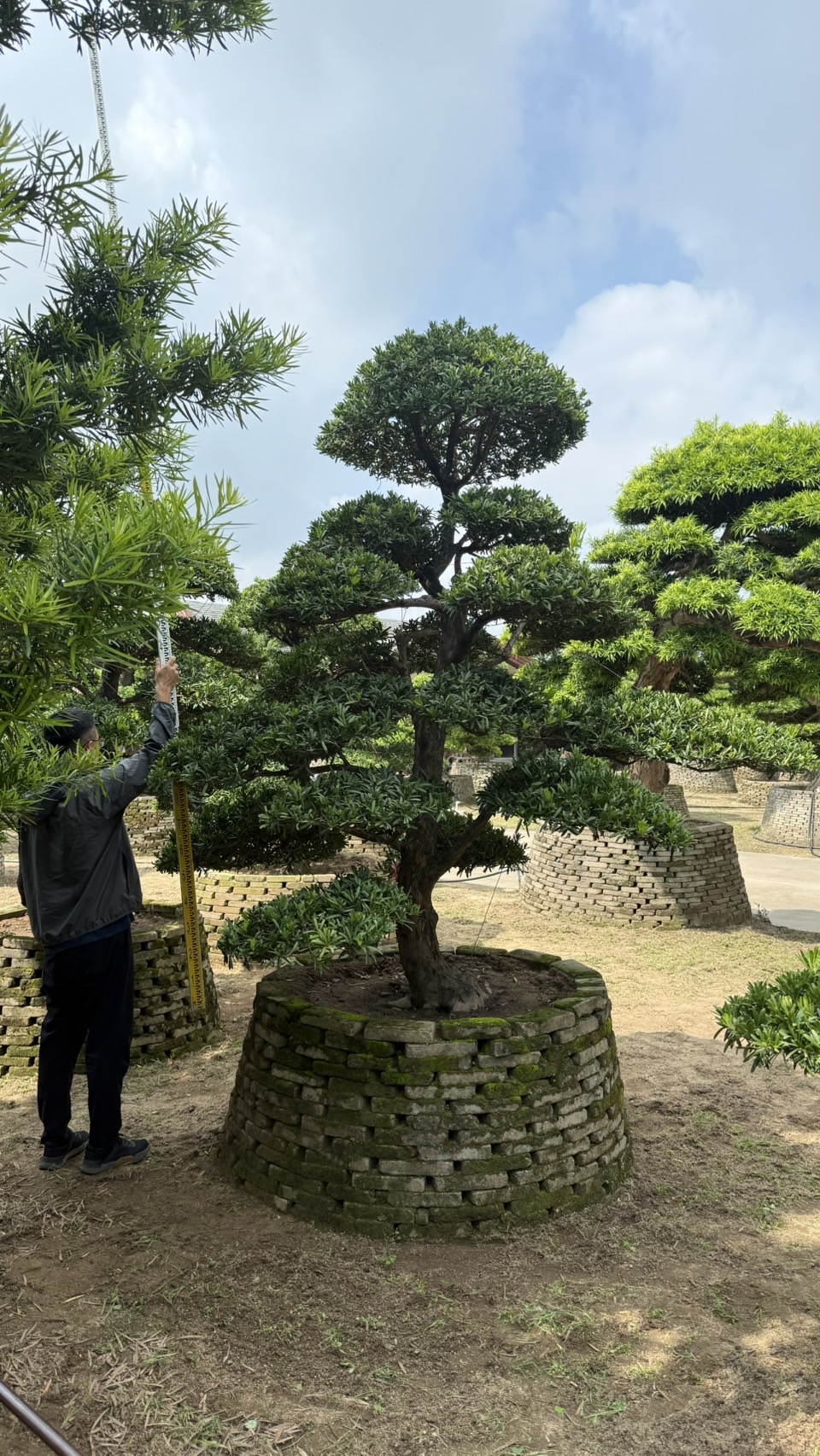 Dashu.jp | 大樹.jp