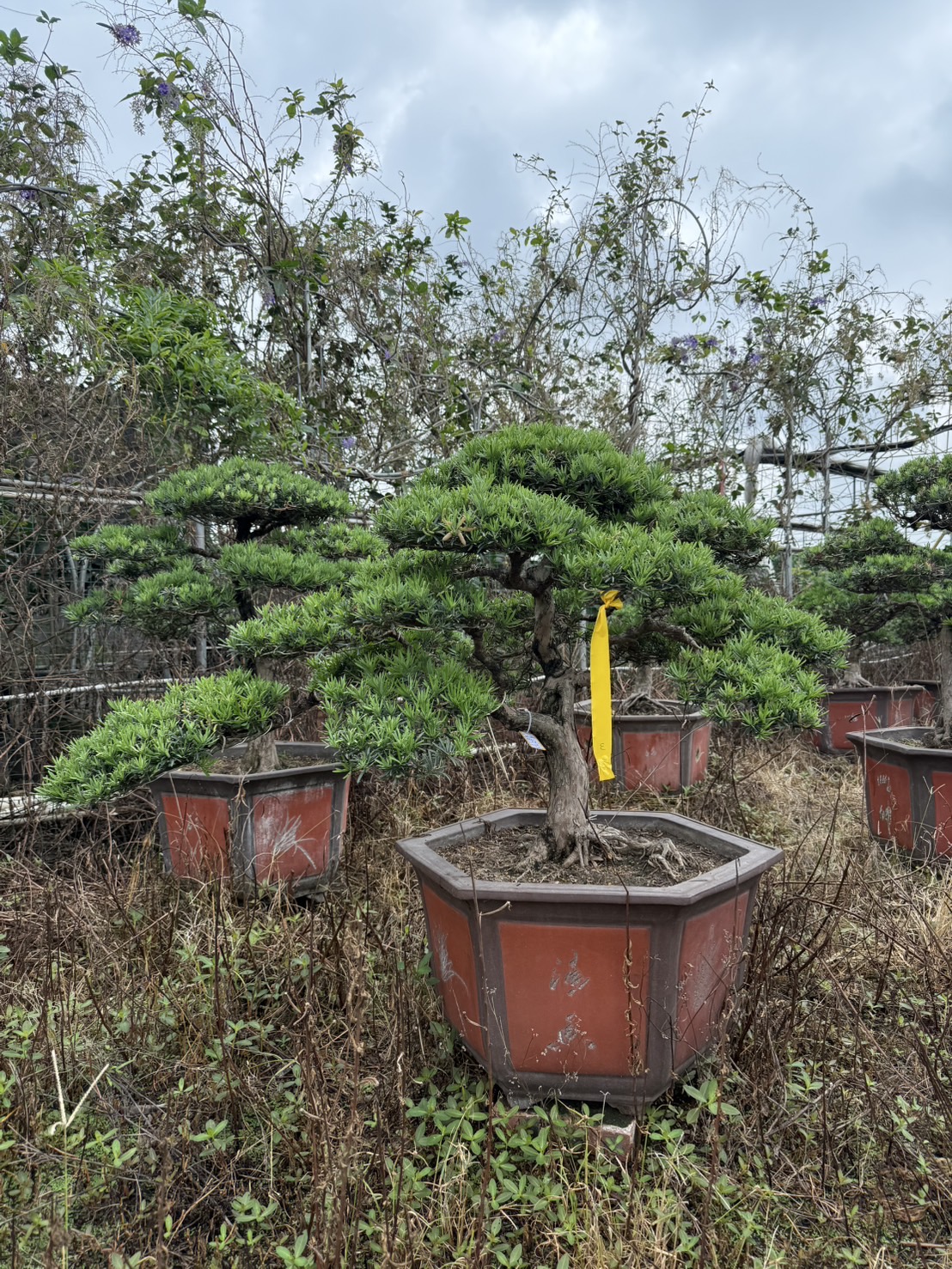 Dashu.jp | 大樹.jp